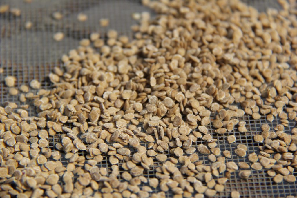Registration Now Open for Organic Seed Training in California - Organic ...
