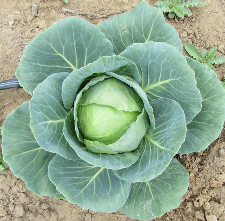California Organic Cabbage Variety Trial 2015 – Organic Seed Alliance