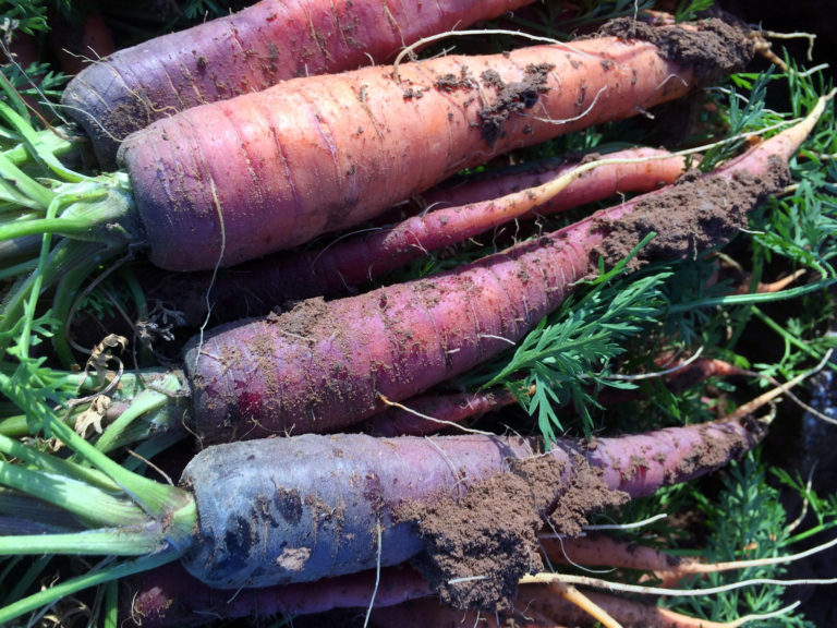 Breeding Carrots with Partners to Address Diverse Needs – OSA