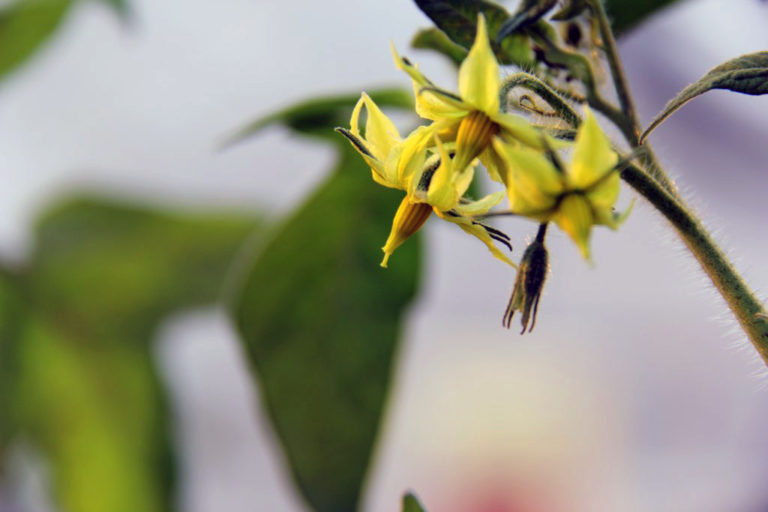 Tomato Seed Production Guide – Organic Seed Alliance