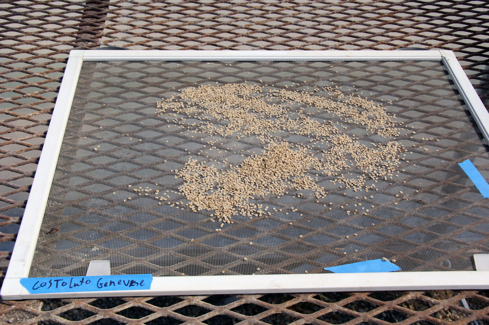 Tomato Seed Production Guide – Organic Seed Alliance