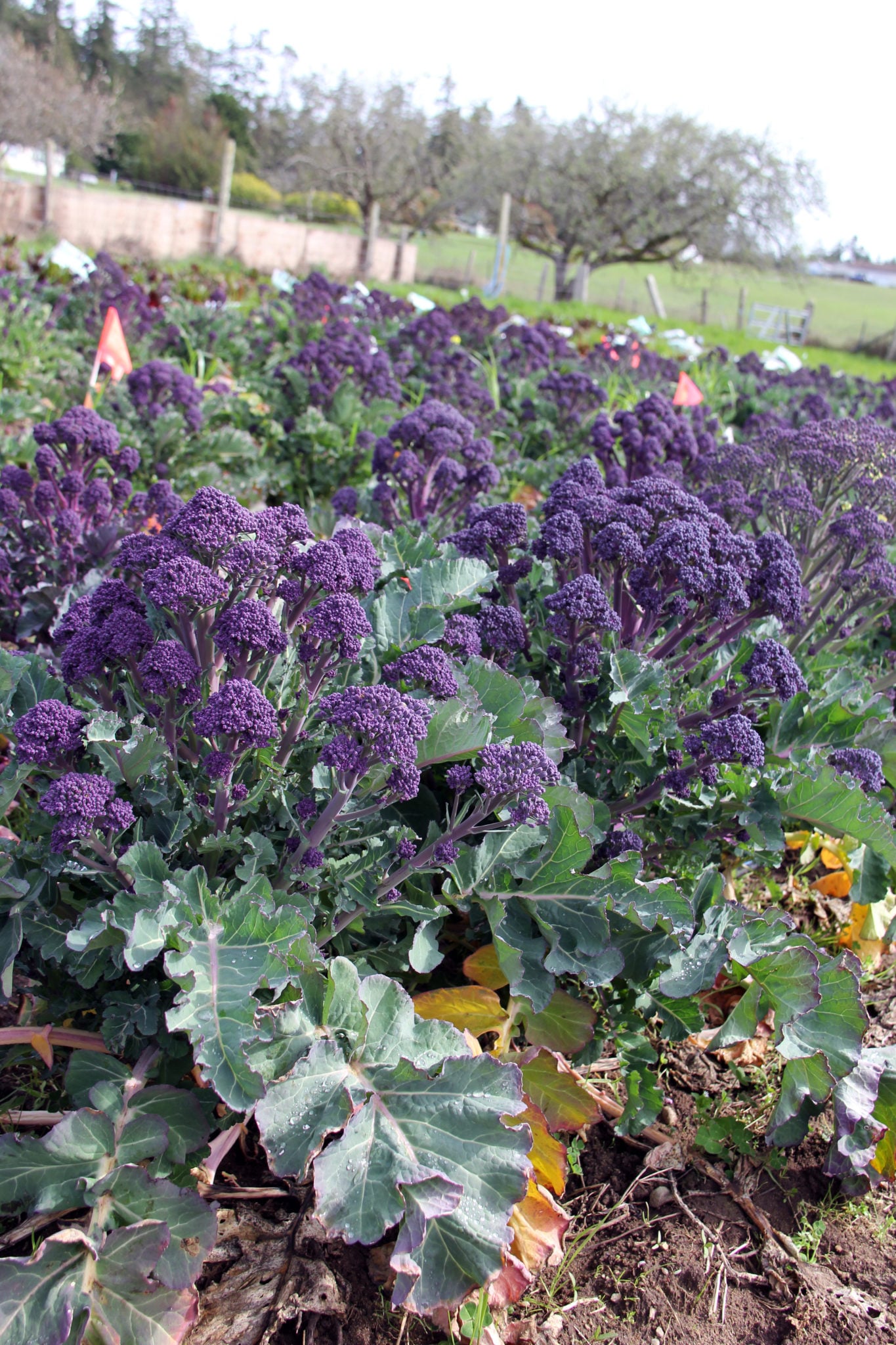 Purple Sprouting Broccoli Guide for PNW Growers – Organic Seed Alliance
