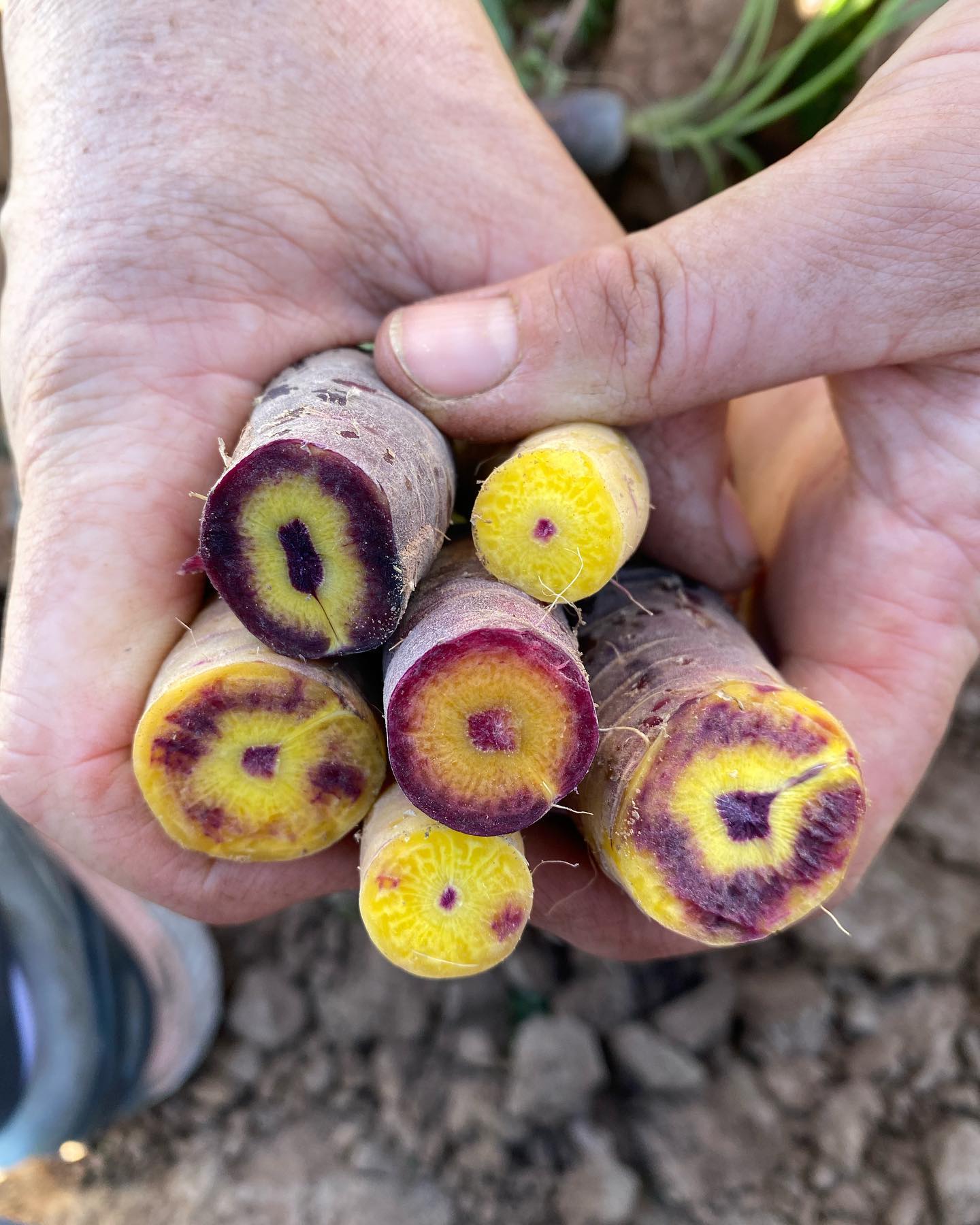 Breeding Carrots for Production, Resilience, and Flavor, and Fun – OSA