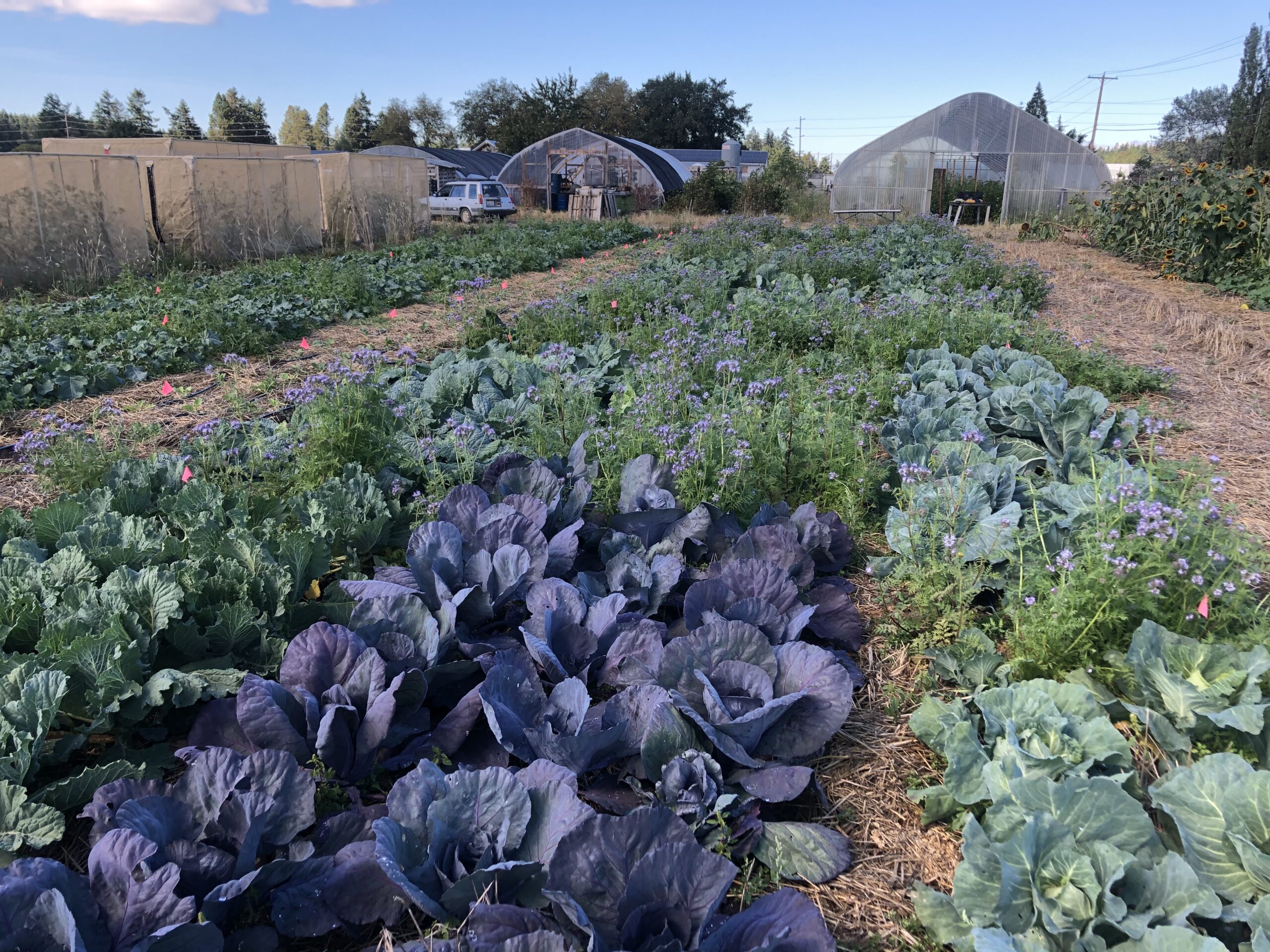 Join our Team at our Washington Research Farm – OSA