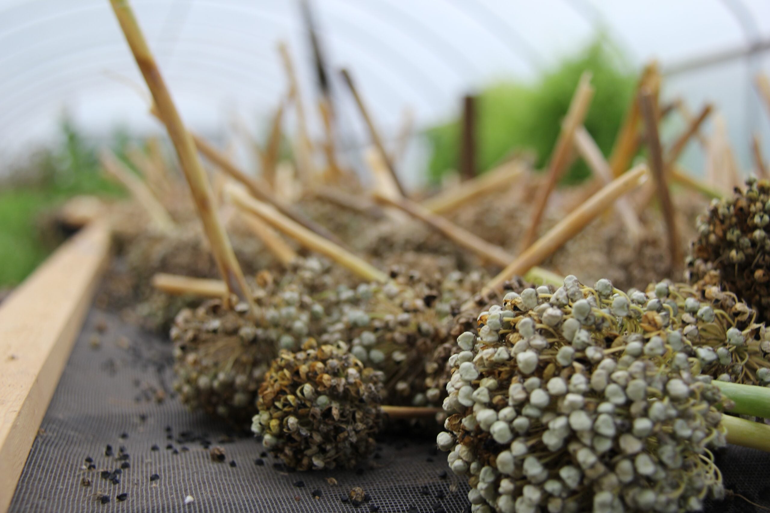 Organic Seed Course - Asynchronous - Organic Seed Alliance