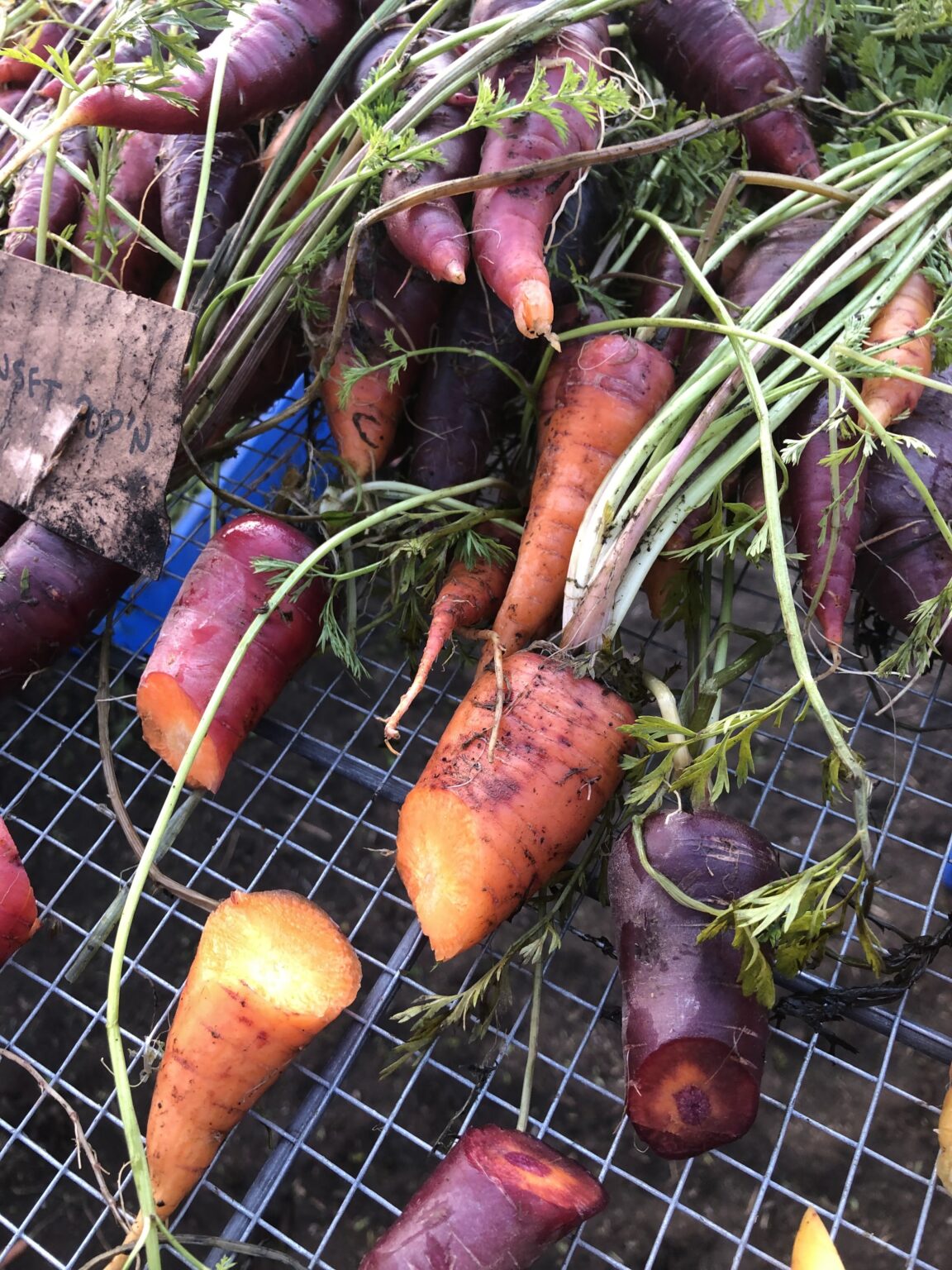 Stories of the Carrot Improvement for Organic Agriculture Project ...