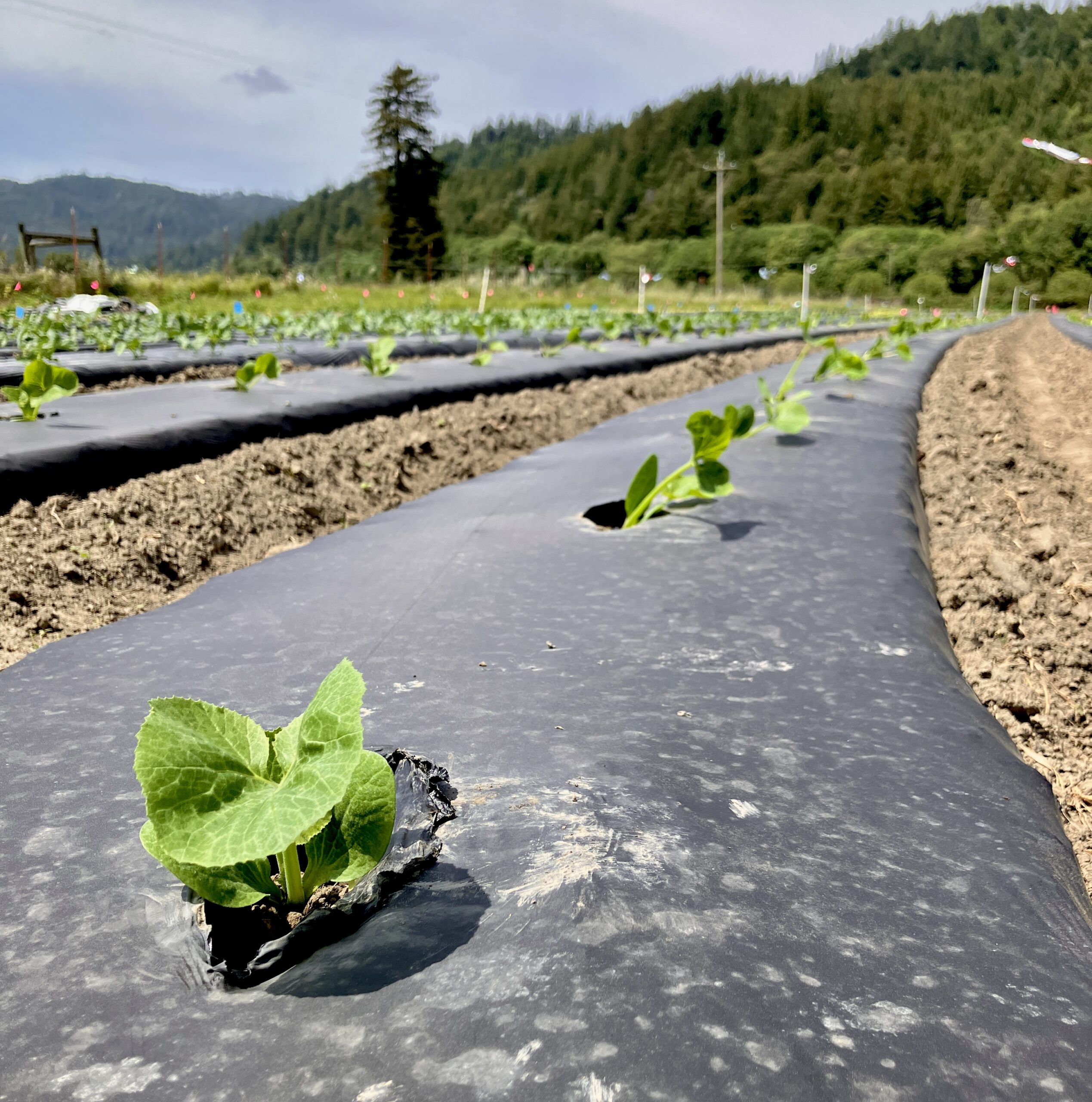 Updates from the Field: OSPREY - Organic Seed Alliance