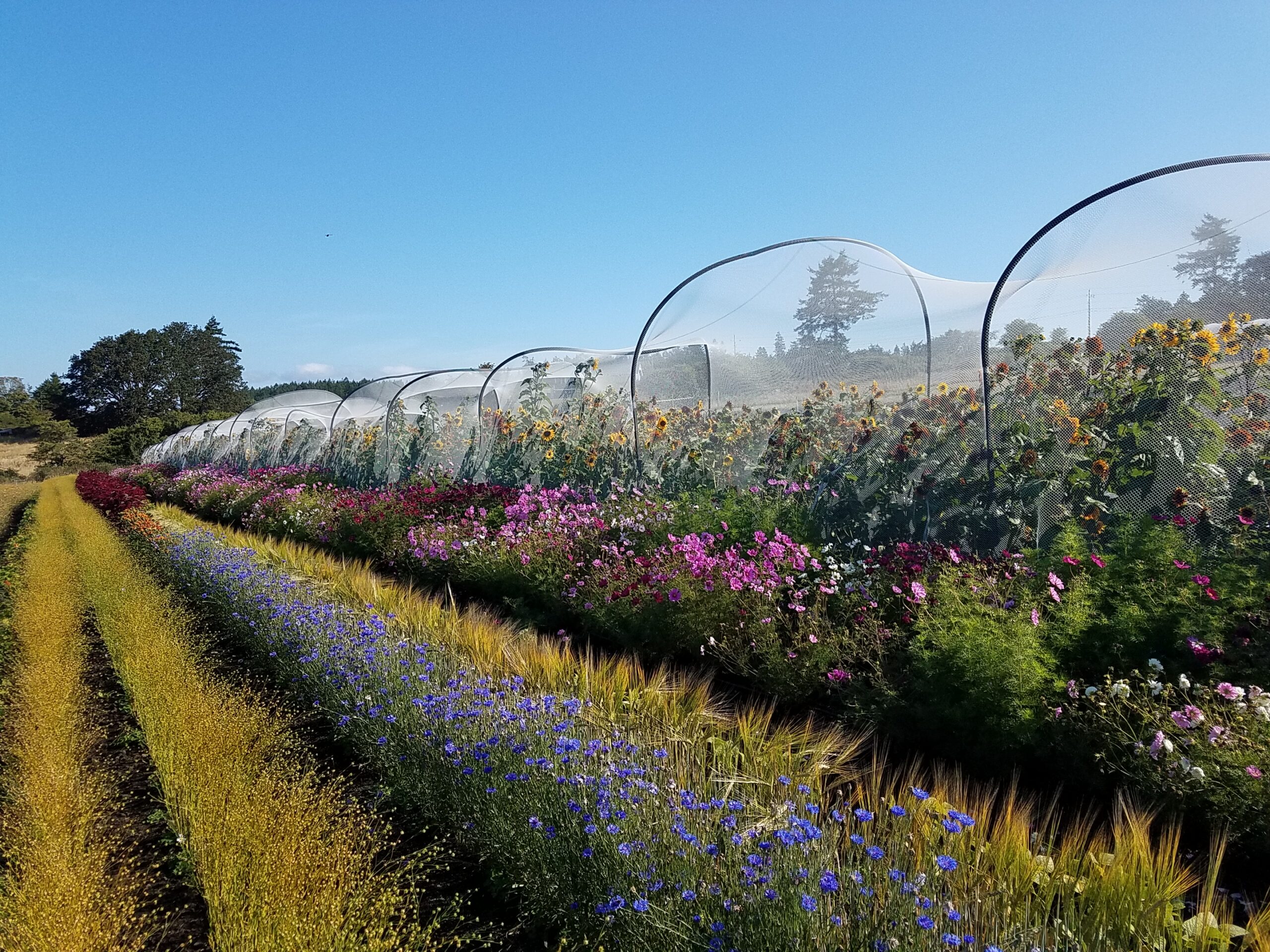 (SOLD OUT) Field Day: Ferry Boat Seeds & Salish Seed Project - Organic ...